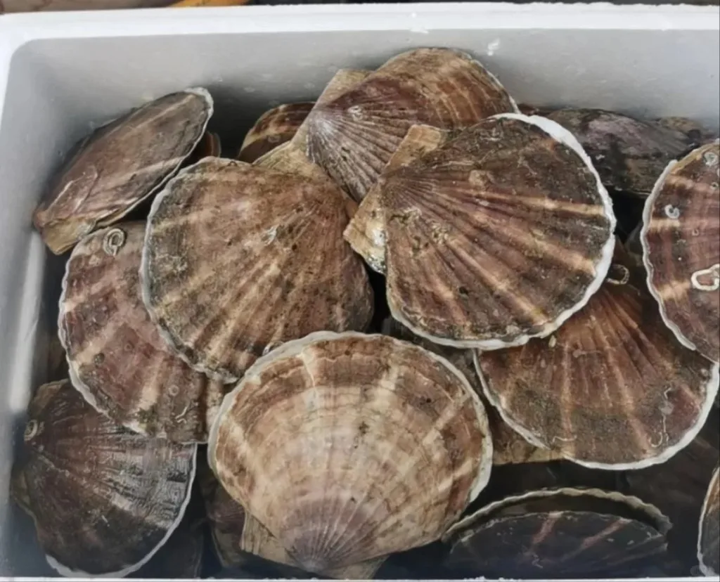 Guide to Identifying Wild Seafood and Farming Seafood - HaidongSeafood ...