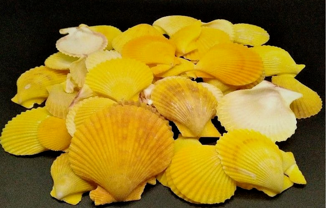 Exploring the Different 6 Types of Scallop shells - HaidongSeafood ...