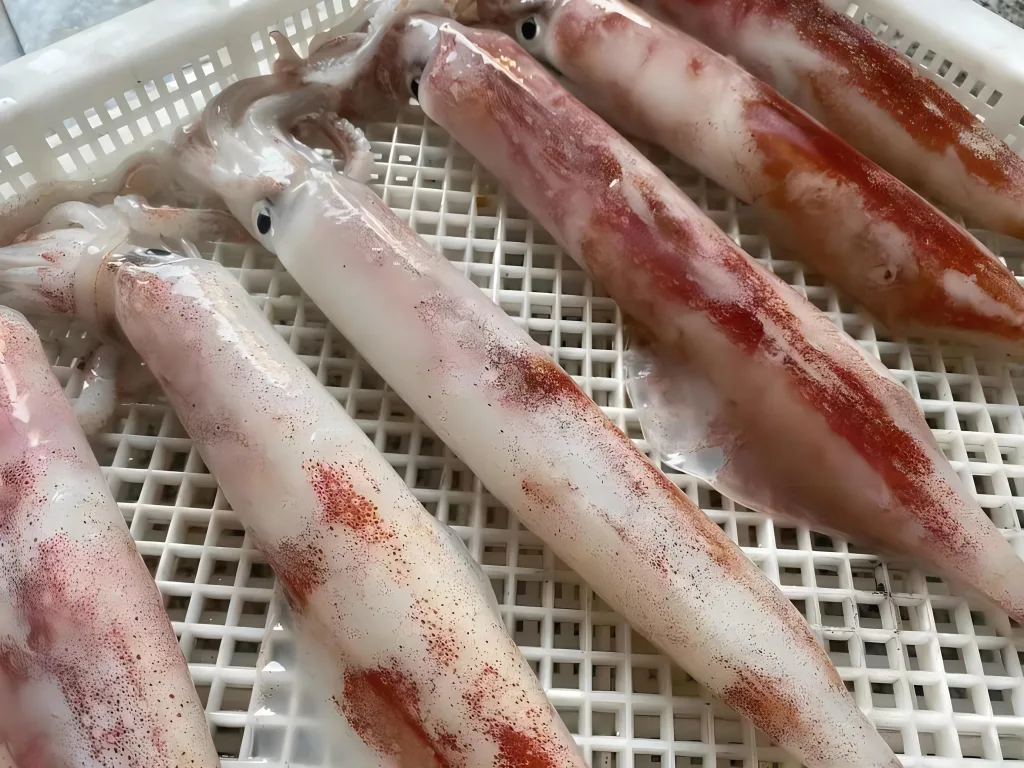 The Rise in Chinese Import of Frozen Squid Amidst Export Decline - HaidongSeafood | Premium ...