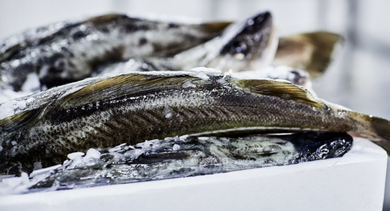 The Rising Tide of Norwegian Farmed Atlantic Cod - HaidongSeafood ...