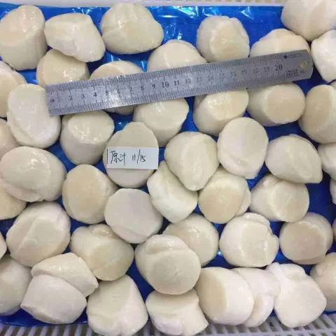 Hokkaido Scallops | Sea Scallop Size U-8/U-10/10-20/20-30/40-60LB ...