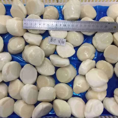 Hokkaido Scallops | Sea Scallop Size U-8/U-10/10-20/20-30/40-60LB ...